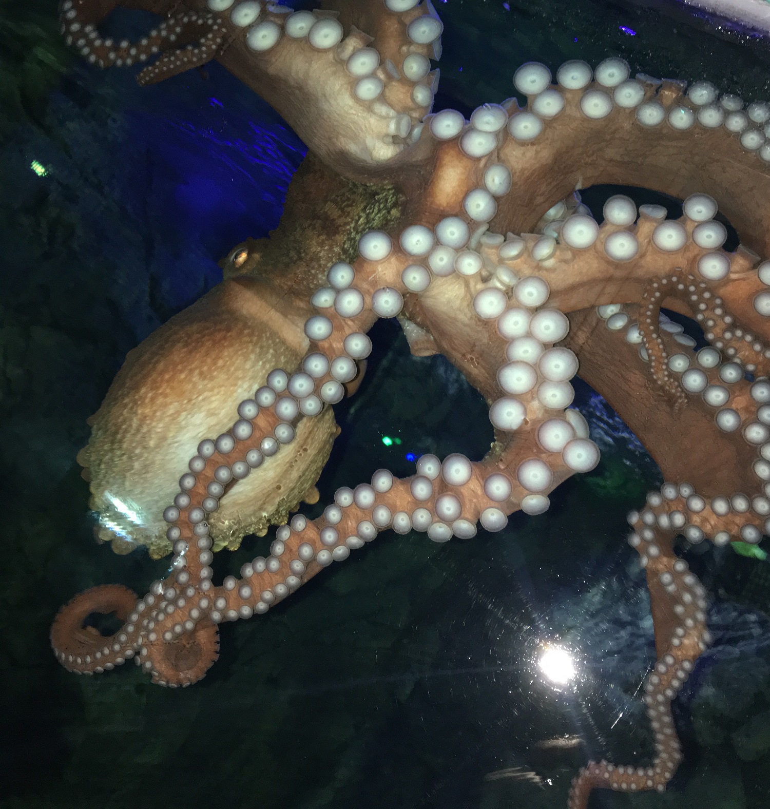 My Octopus Teacher - A Blue Reef Review - Hastings Aquarium