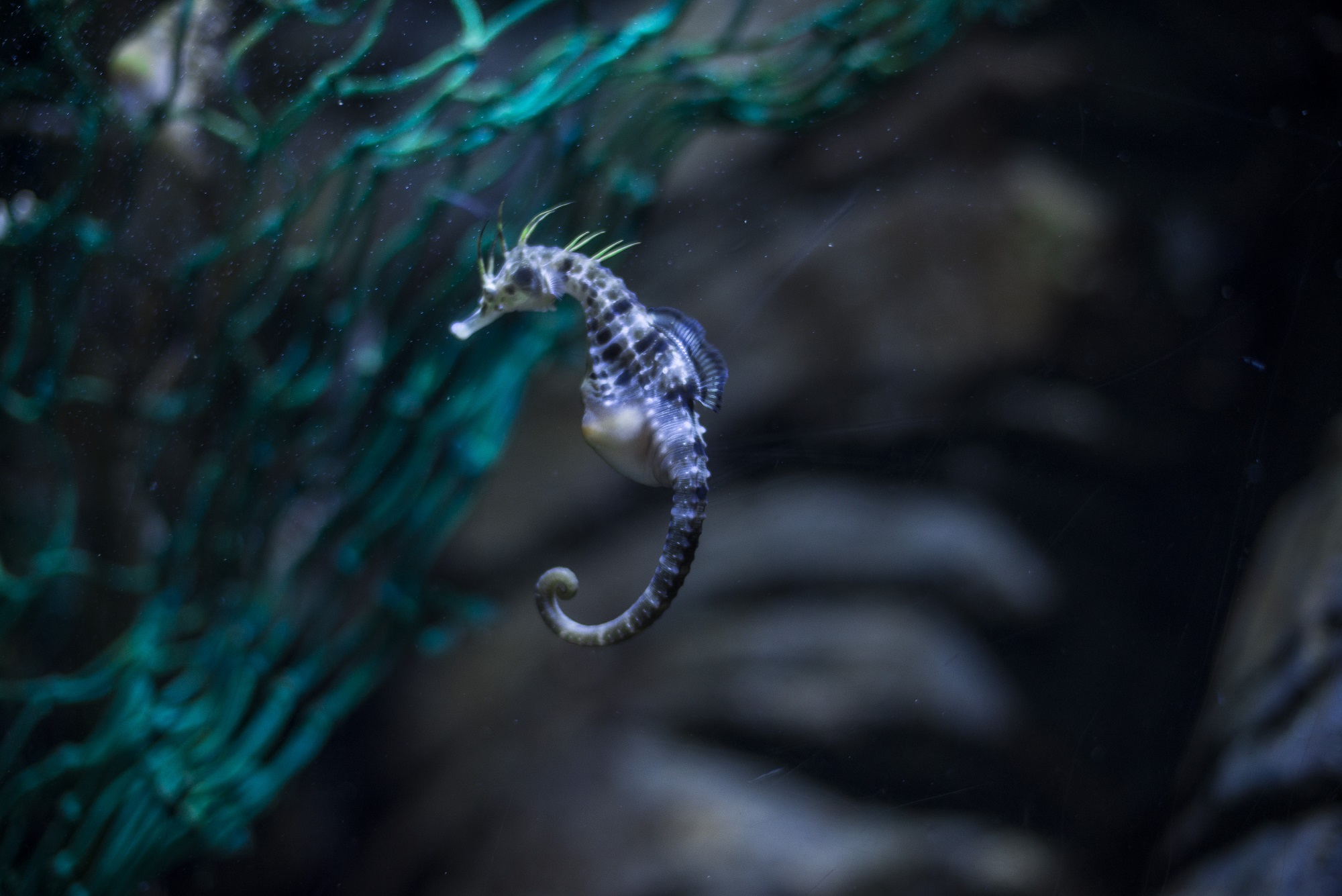 Do male seahorses give birth? Five fishy facts about these deep sea ...