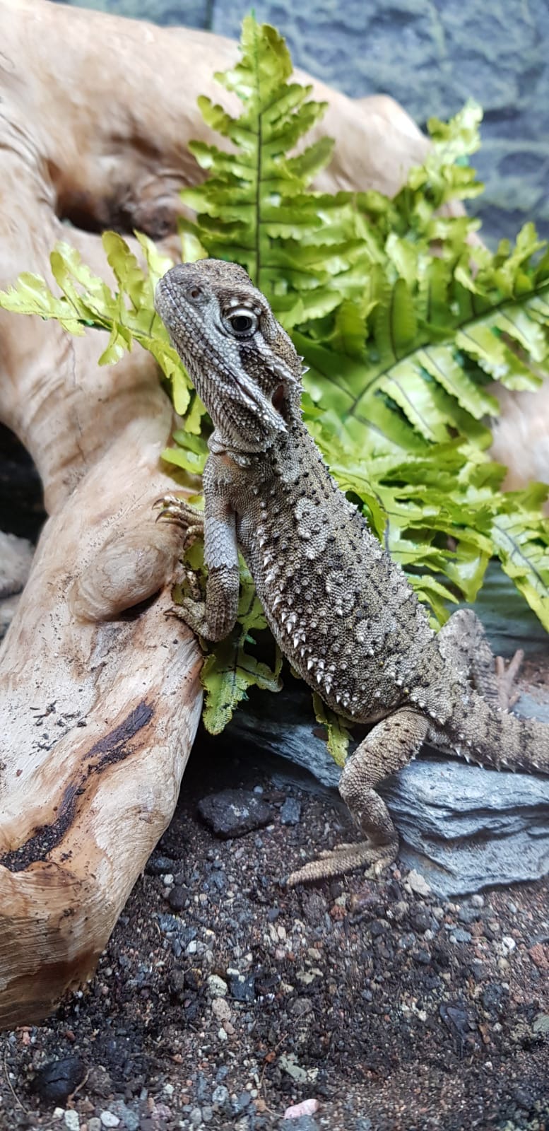 Lizard Naming Competition - Hastings Aquarium