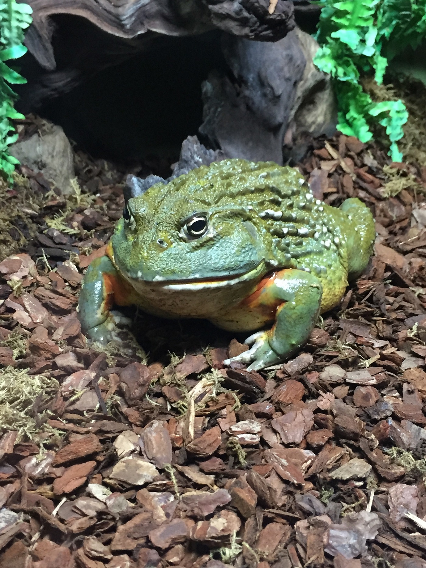 Blue Reef is Re-Opening! - Hastings Aquarium