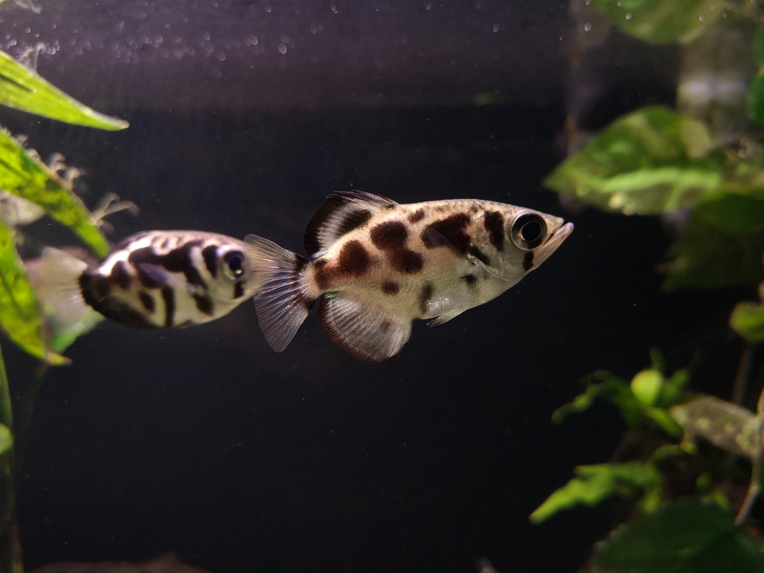 Volunteers Needed At Aquarium - Hastings Aquarium