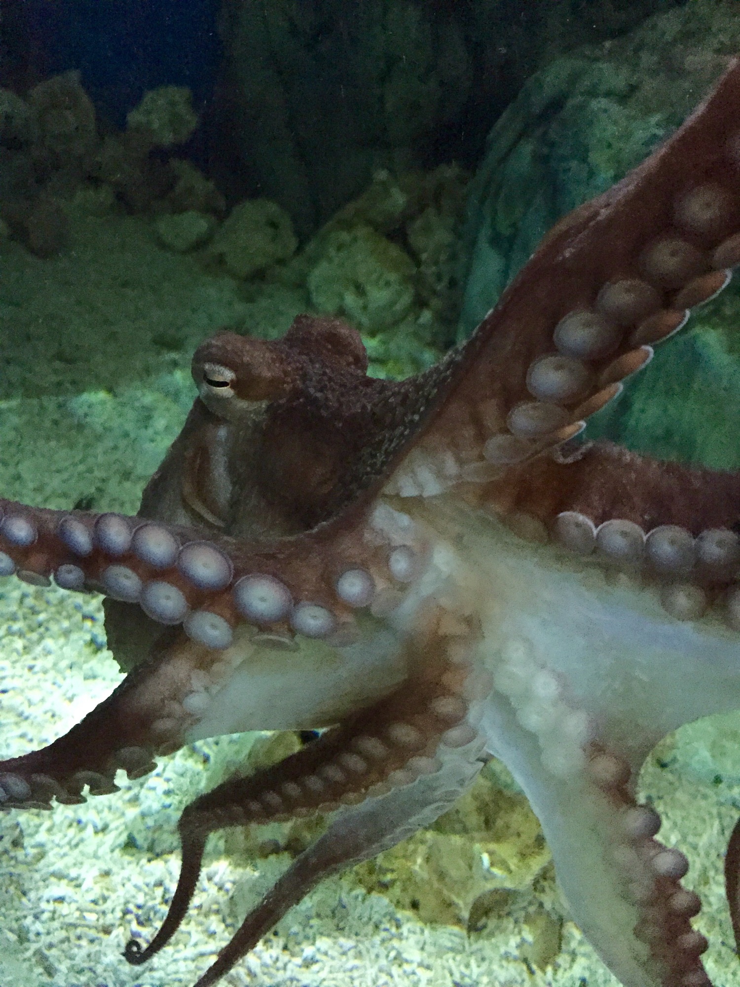 World Octopus Day - Hastings Aquarium