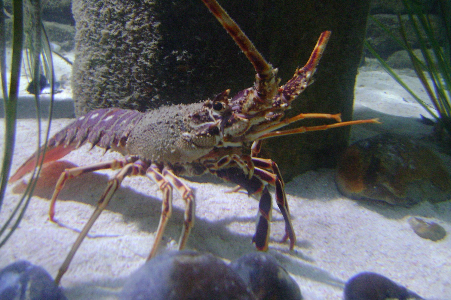 Claws Week - Hastings Aquarium