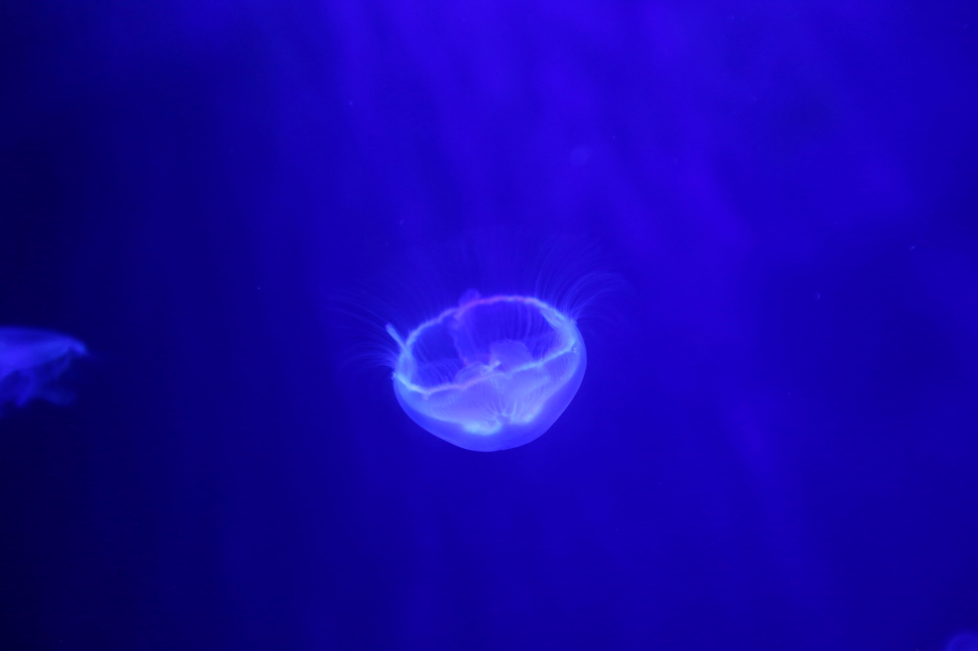 The Blue Planet Effect & the Plastic Problem - Hastings Aquarium