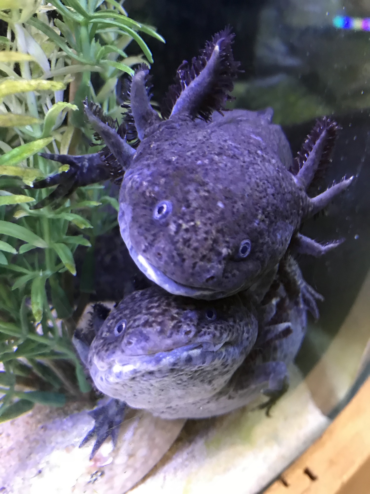 10 Living Descendants and Relatives of Dinosaurs - Hastings Aquarium