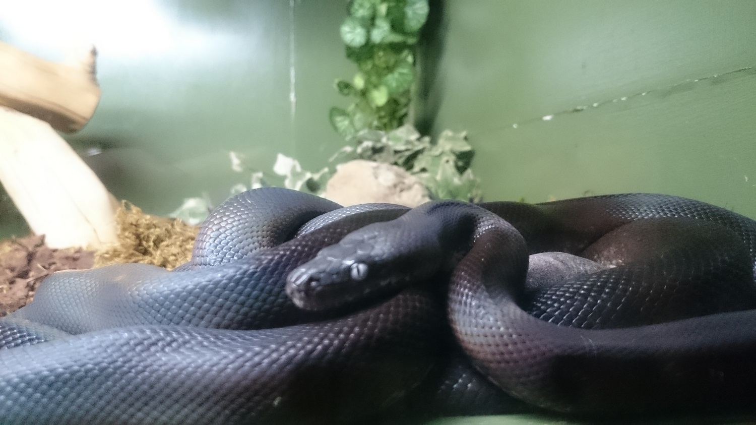 DINOSAURS DESCEND ON BLUE REEF AQUARIUM - Hastings Aquarium
