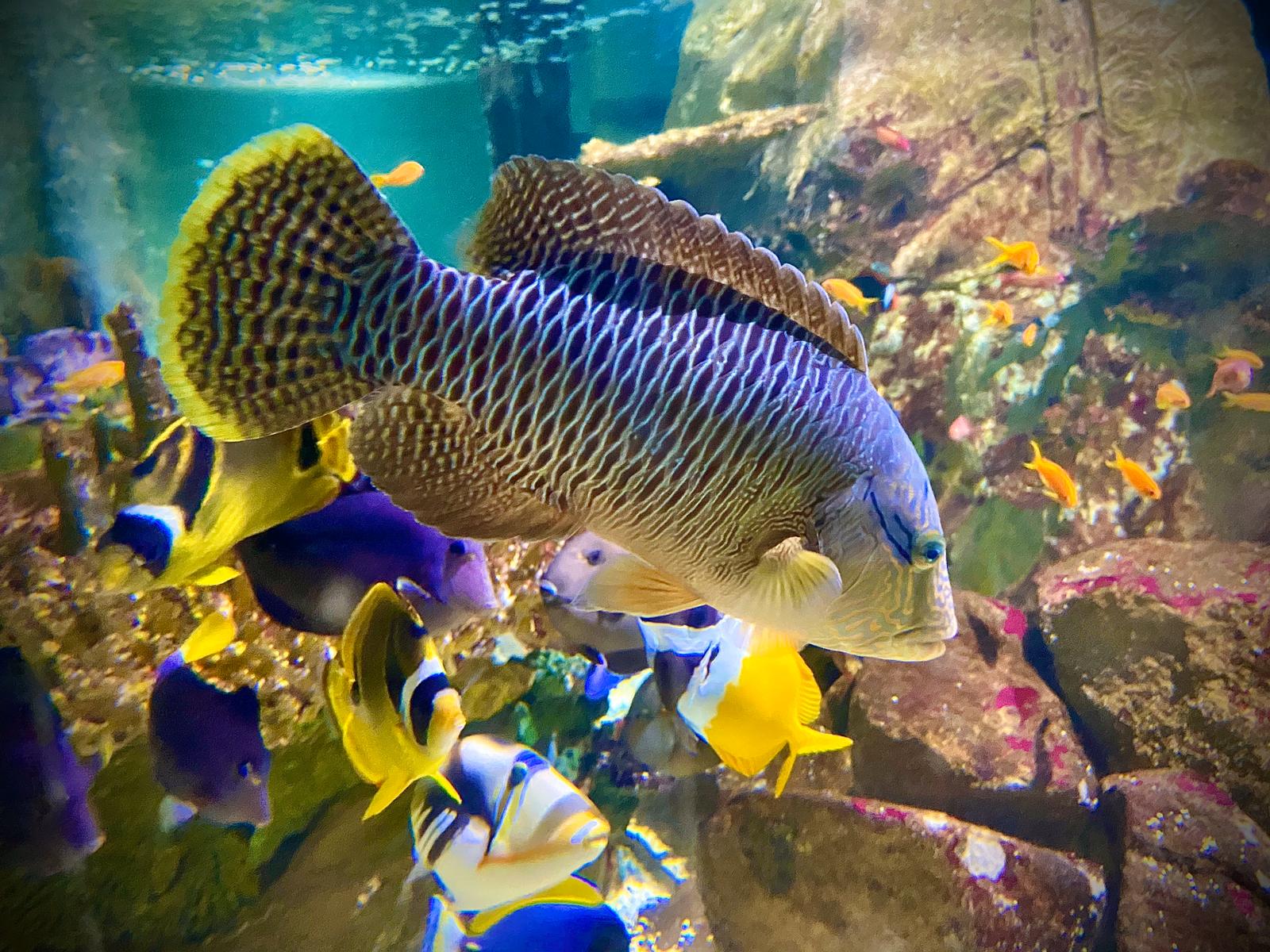 ‘Queenie’ The Triggerfish Rules - Hastings Aquarium