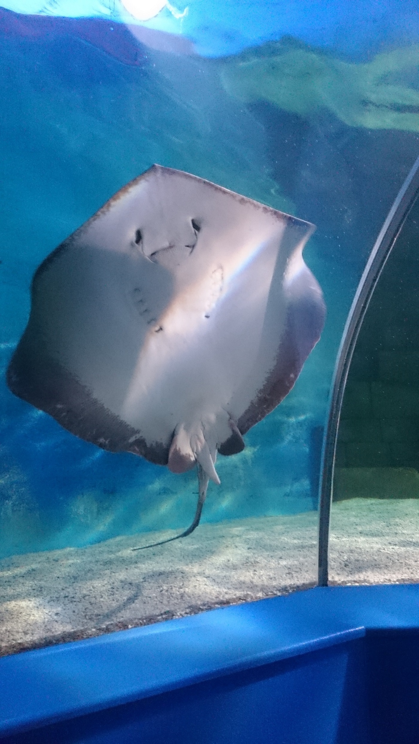 Ray Tank | Exhibits | Discover | Hastings Aquarium