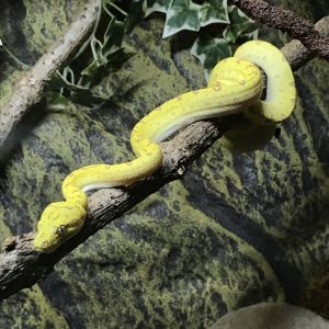 What is an Archerfish? 5 Facts You Should Know - Hastings Aquarium