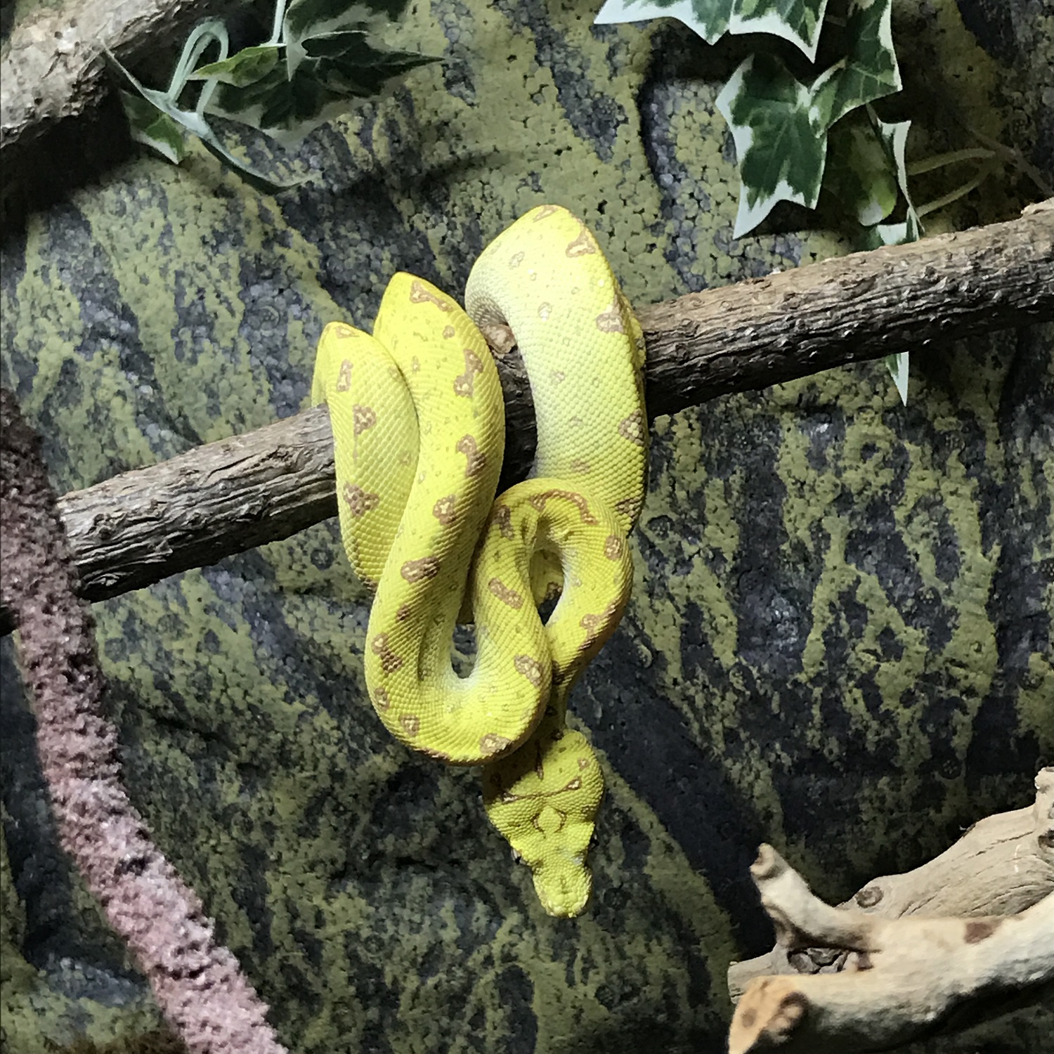 Tree Python | Animals | Discover | Hastings Aquarium