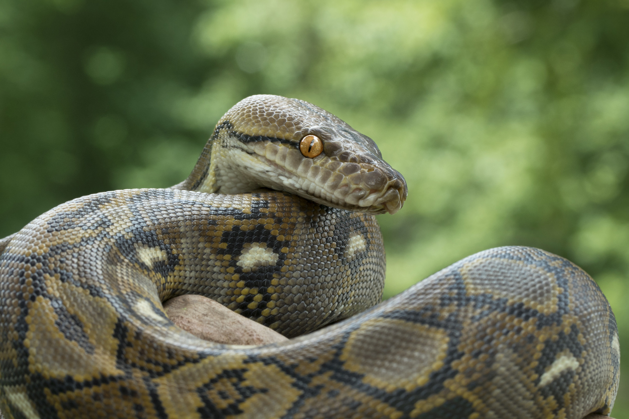 22 Facts About Pythons - Hastings Aquarium