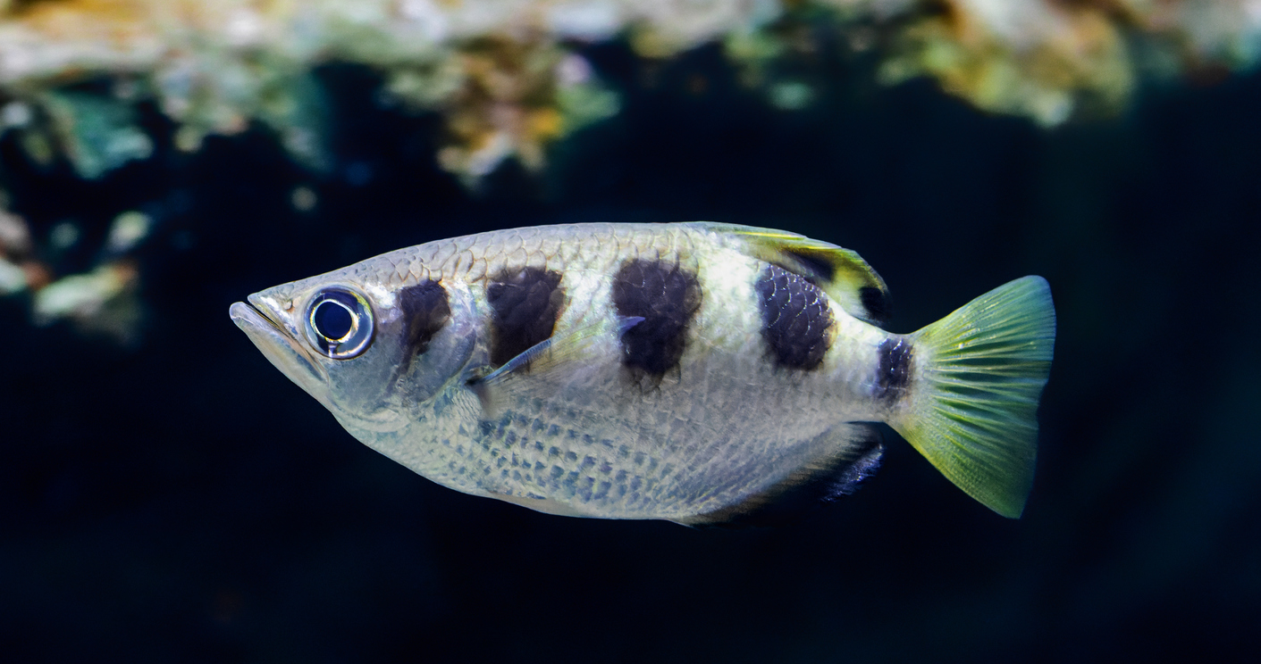 What is an Archerfish? 5 Facts You Should Know - Hastings Aquarium