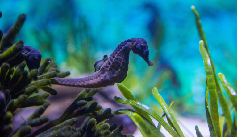 Types of Seahorses and How They Differ - Hastings Aquarium