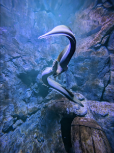 Nine fascinating facts about Green Moray Eels! - Hastings Aquarium