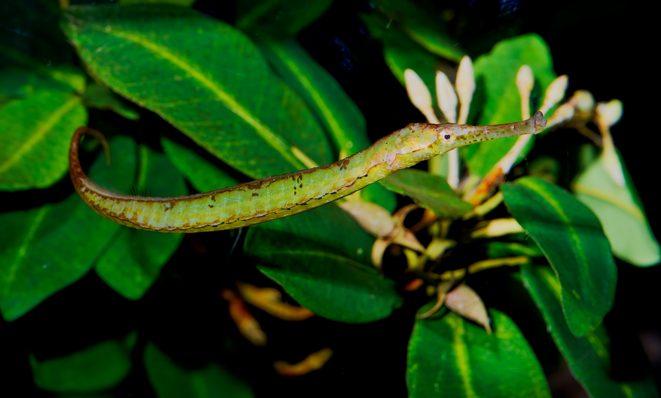 Meet the Pipefish: Everything You Need to Know - Hastings Aquarium