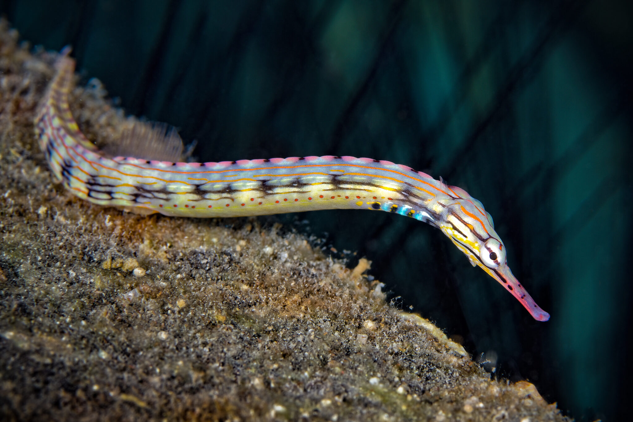 Meet the Pipefish: Everything You Need to Know - Hastings Aquarium