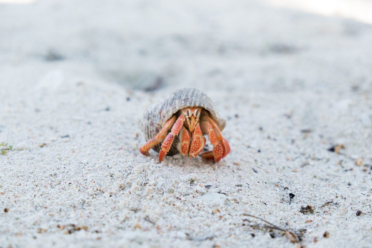 What are Crustaceans? - Hastings Aquarium