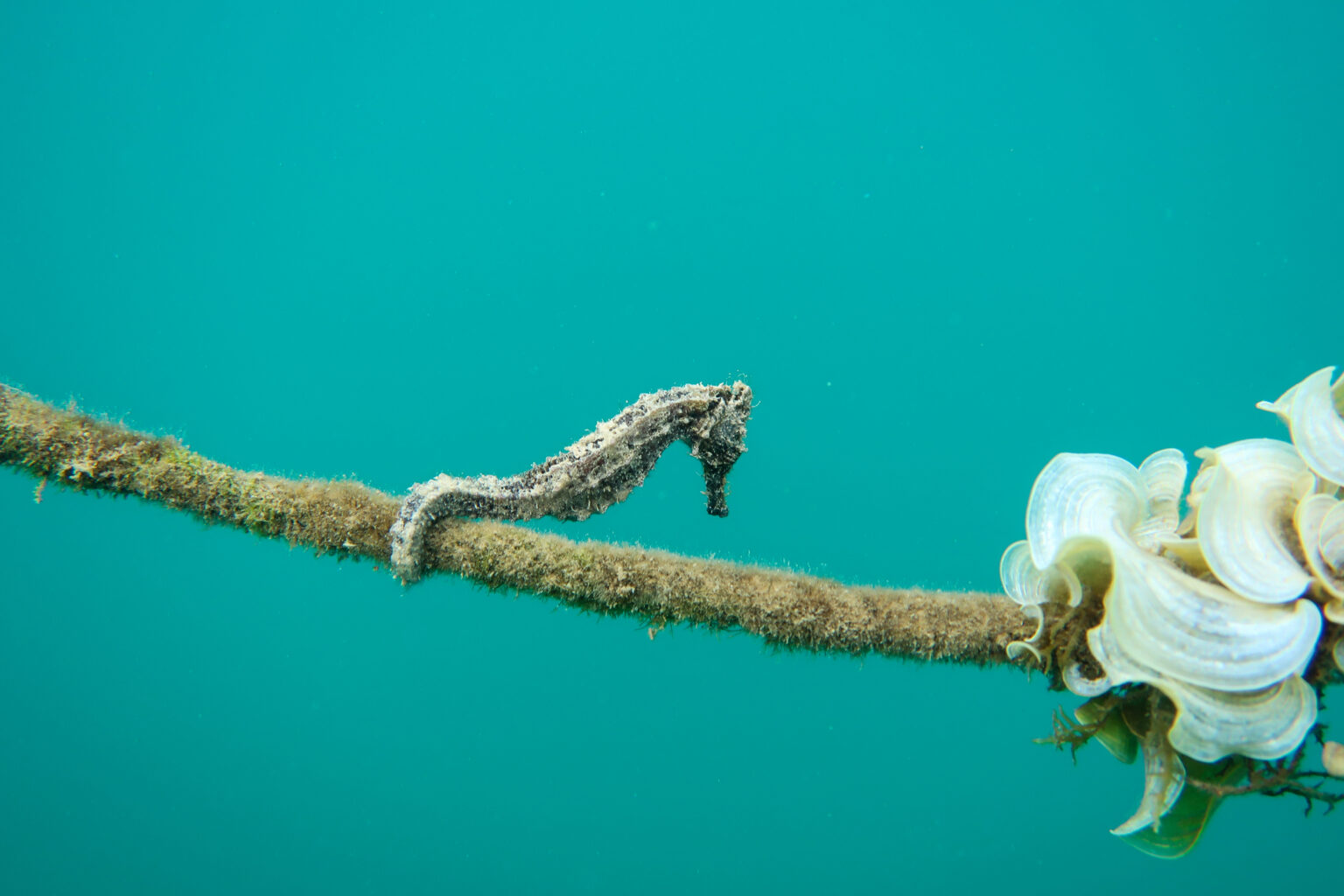 8 Facts About Seahorses You Should Know - Hastings Aquarium