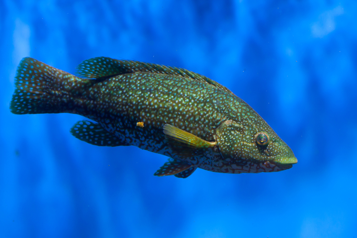 6 Interesting Facts About Wrasse - Hastings Aquarium