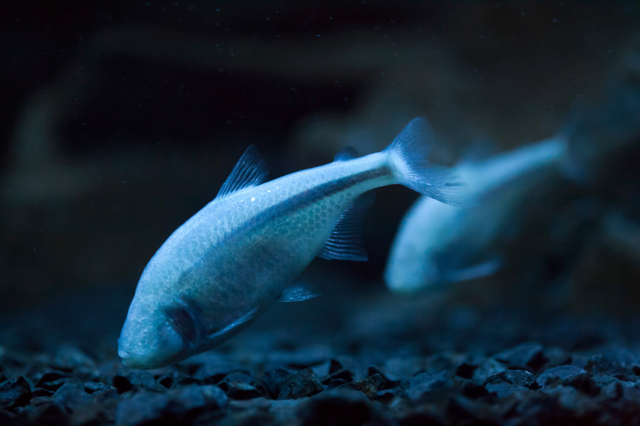 Which Types of Fish are Blind? - Hastings Aquarium