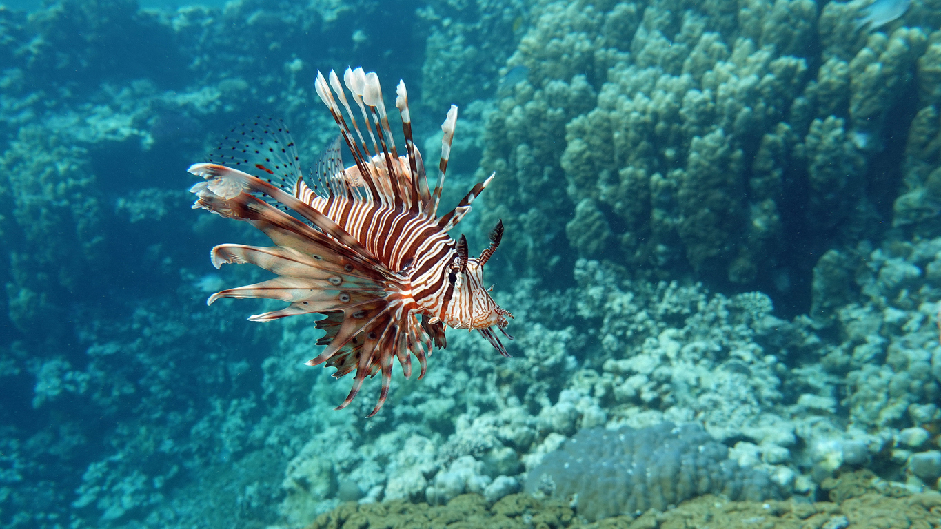 6 Venomous Fish You’ll Find at Hastings Aquarium - Hastings Aquarium