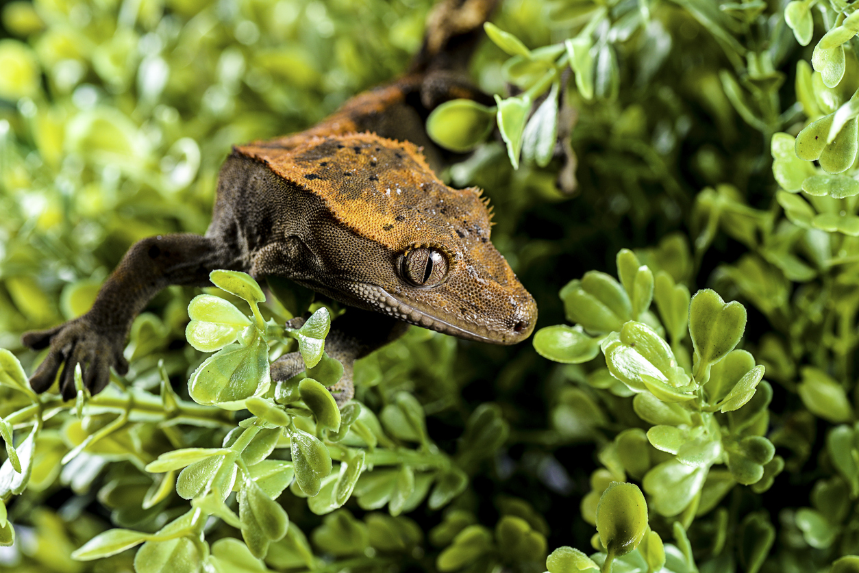 10 Things You Should Know About Geckos - Hastings Aquarium
