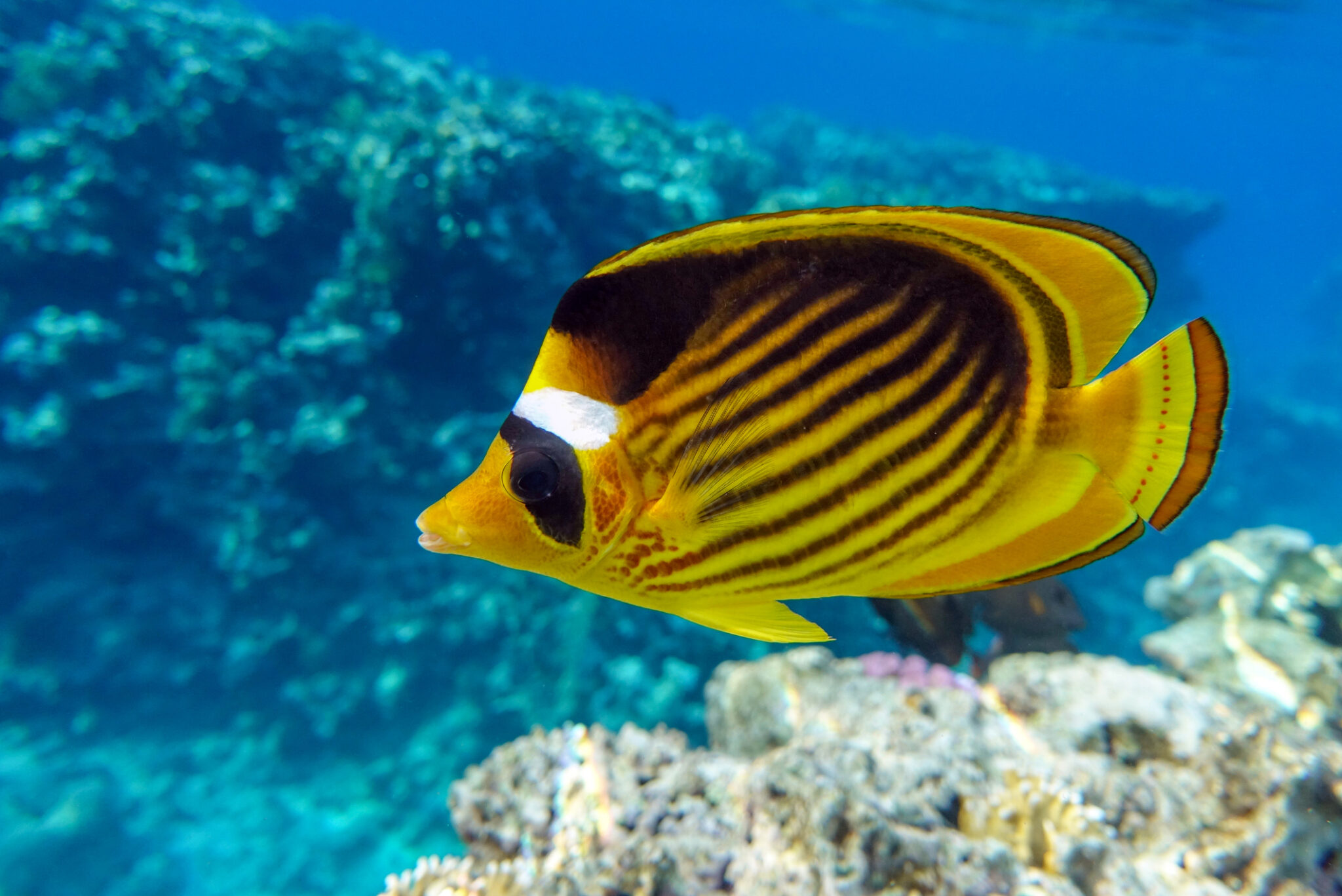 What are Butterfly Fish? - Hastings Aquarium