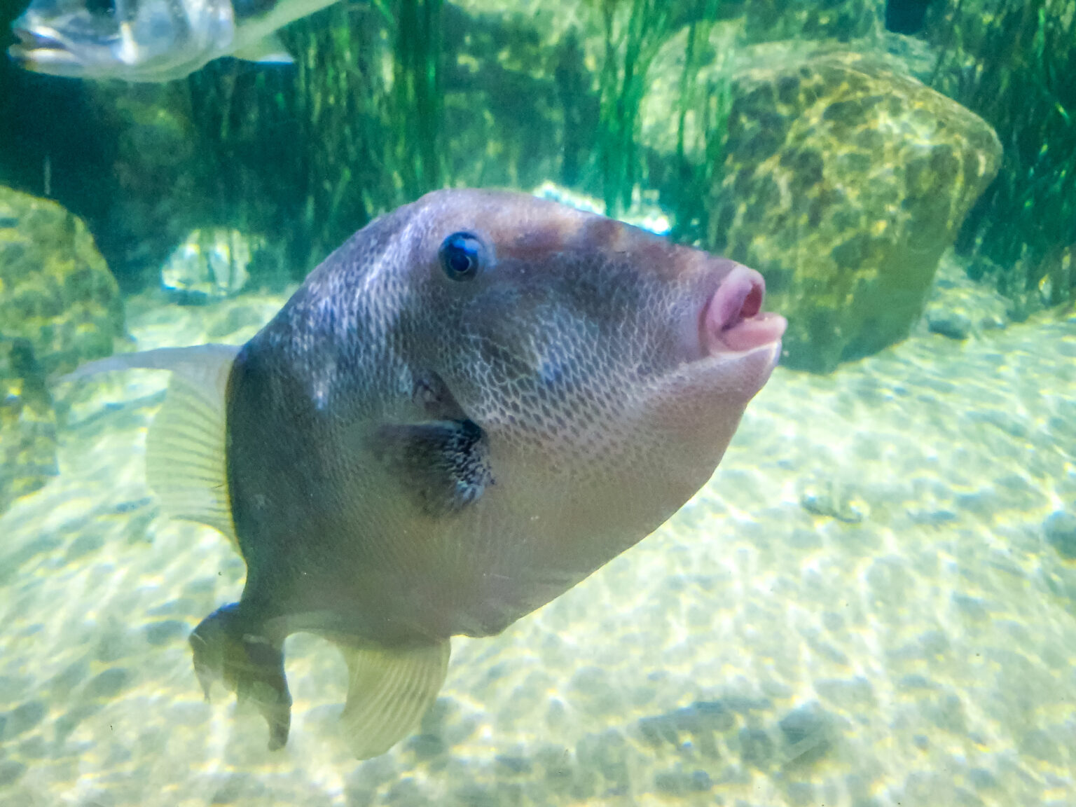 7 Things You Should Know About the Grey Triggerfish - Hastings Aquarium