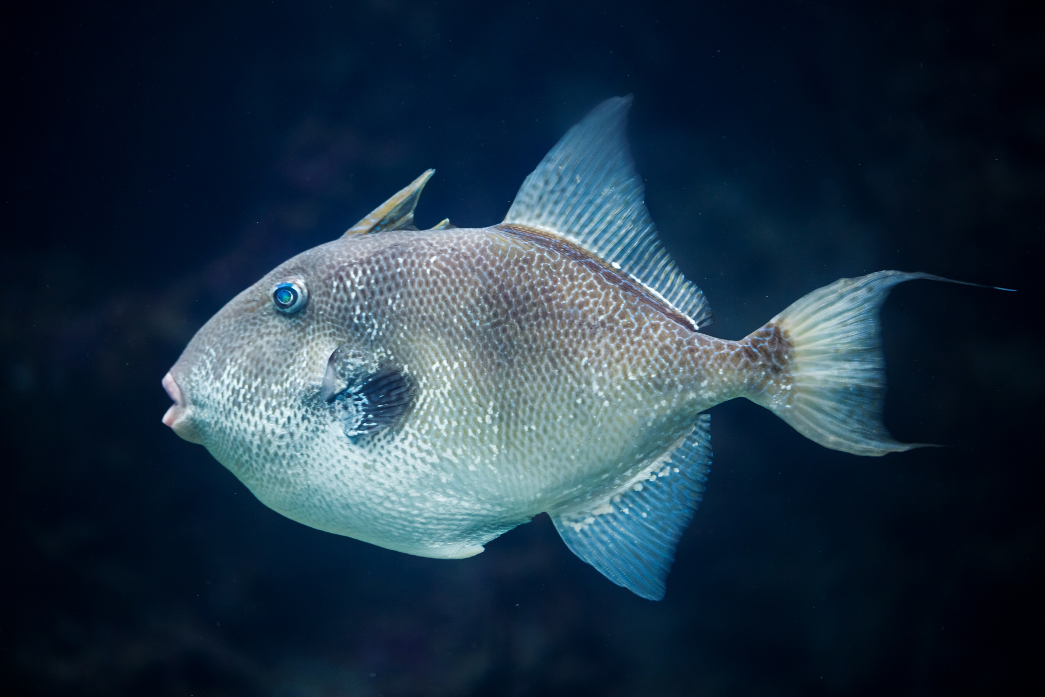 7 Things You Should Know About the Grey Triggerfish - Hastings Aquarium
