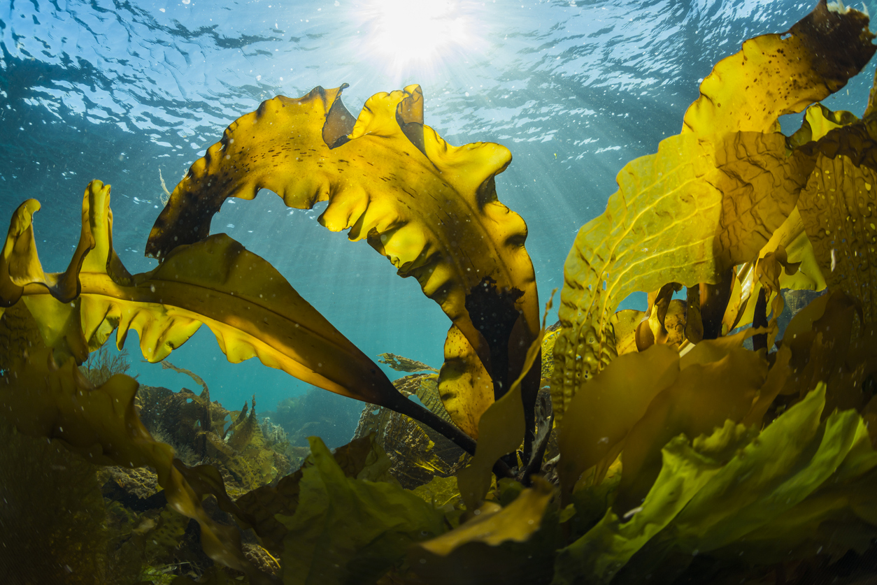 The Importance of Kelp in the Ocean - Hastings Aquarium