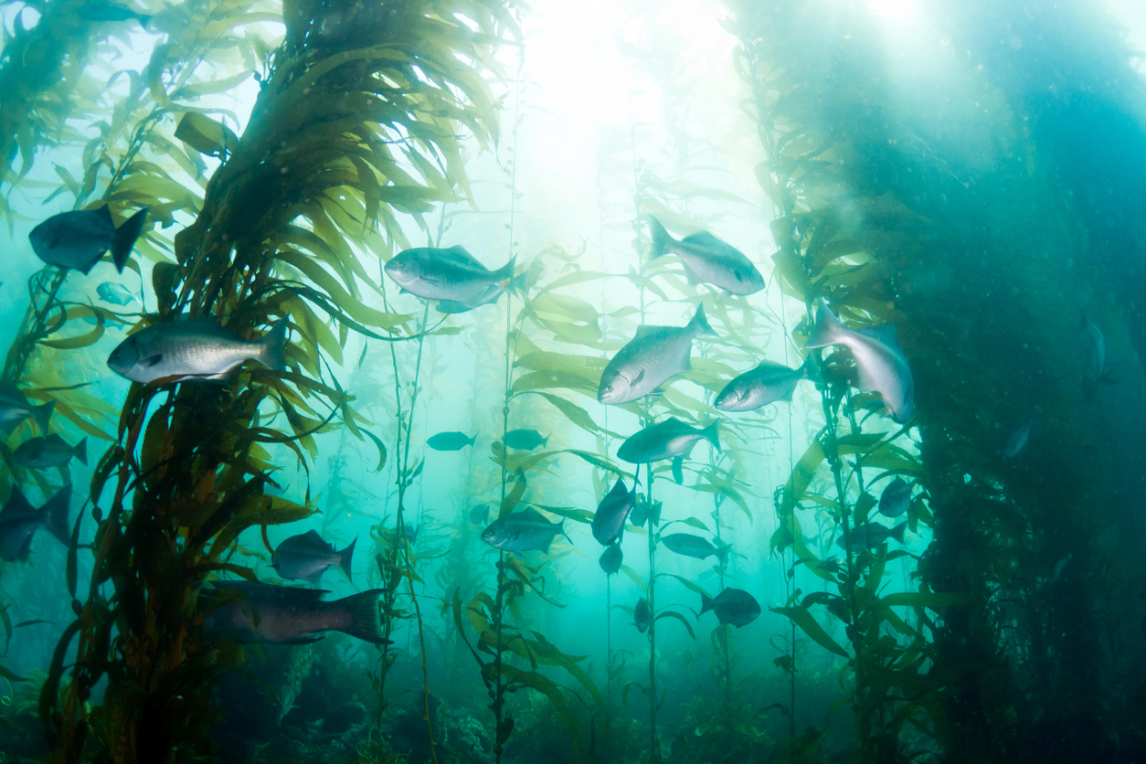 The Importance of Kelp in the Ocean - Hastings Aquarium